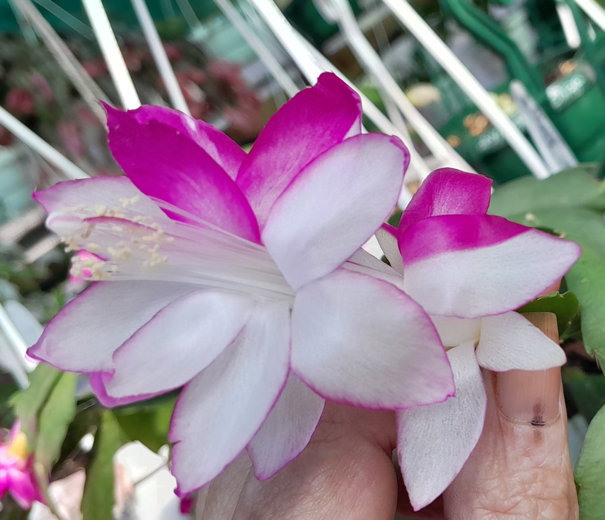 Purple Janus – Plant Love SA