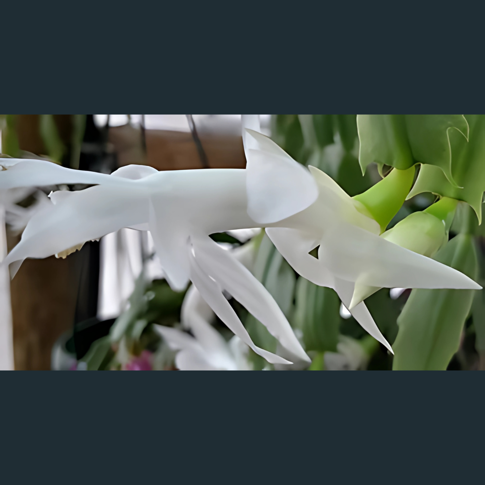 Angel Dance – Plant Love SA