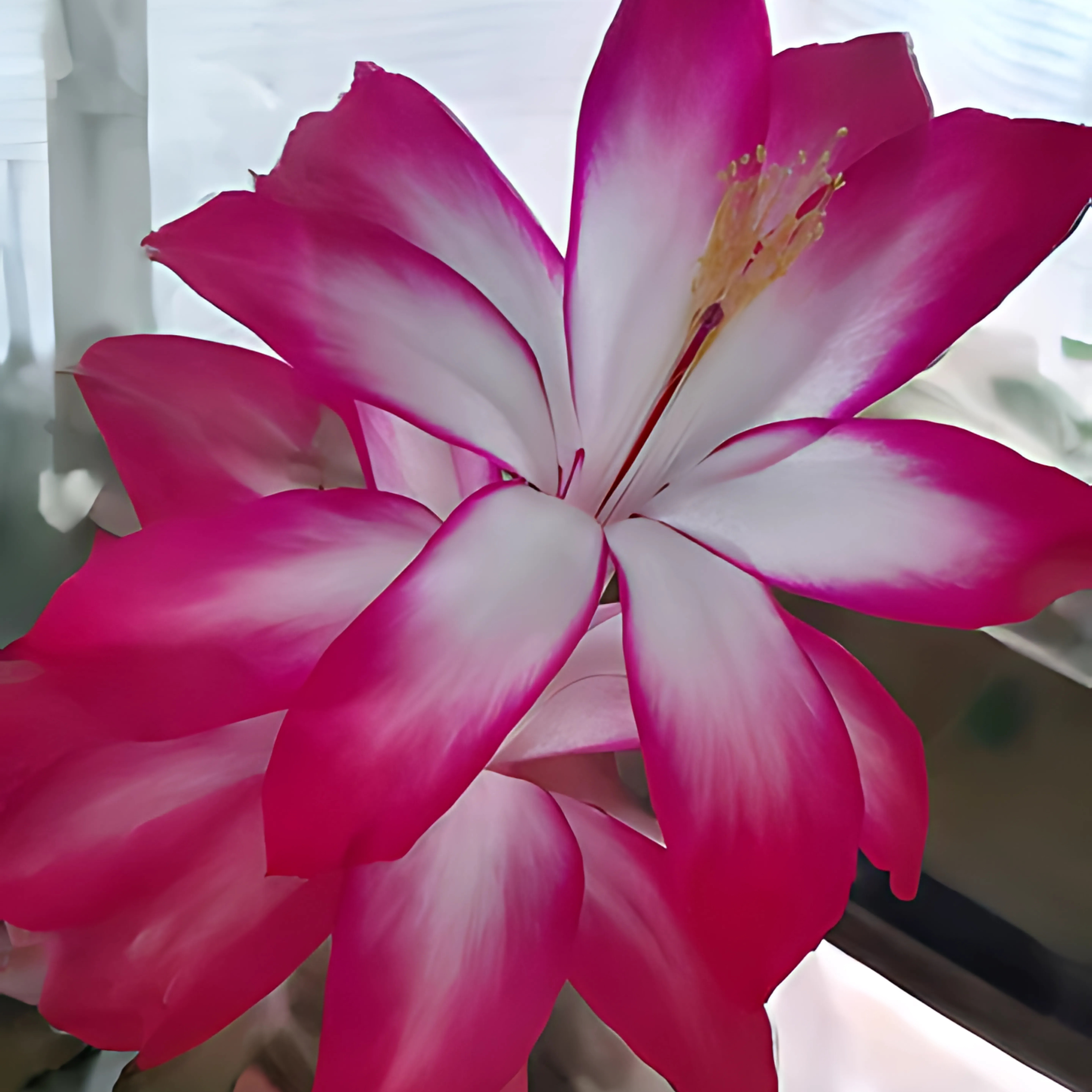 Izzie – Plant Love SA