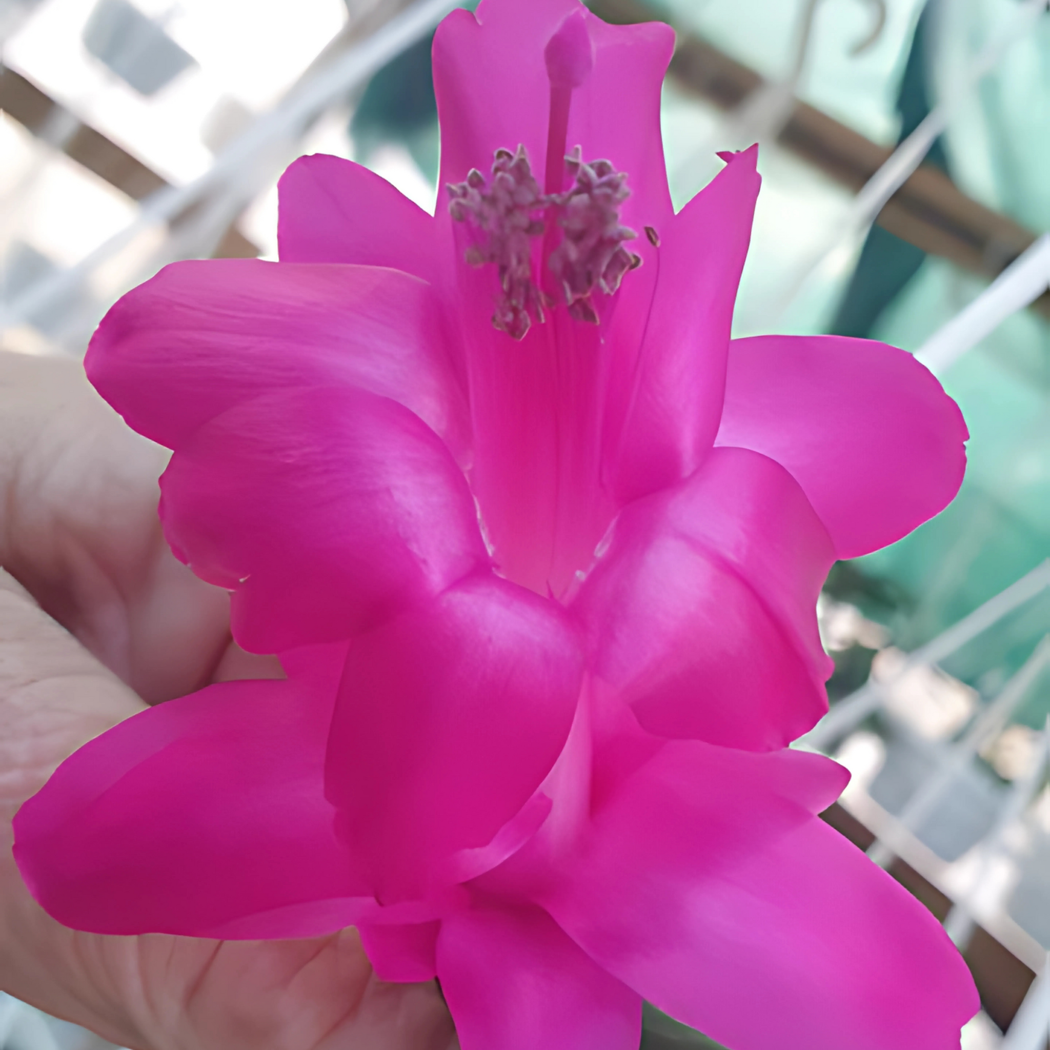 St Charles – Plant Love SA