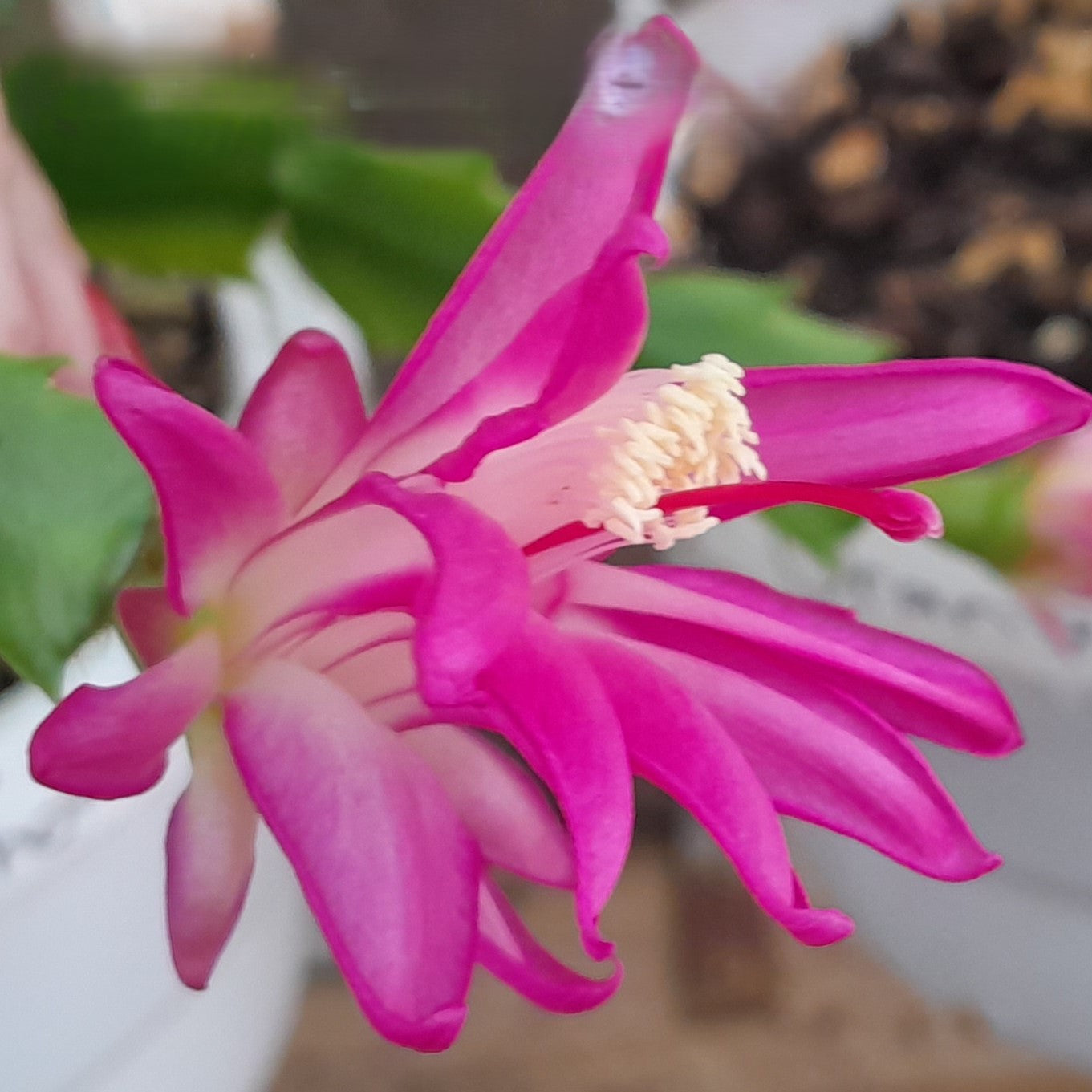 Thor wild Original – Plant Love SA